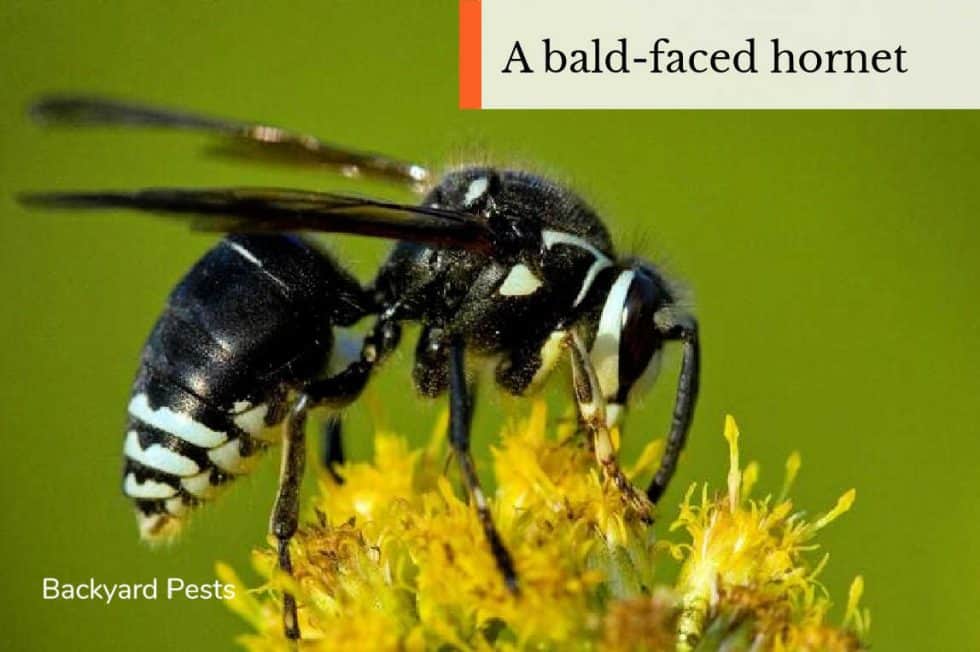 Do Wasps Eat Garden Pests? Here Are The Facts - Backyard Pests