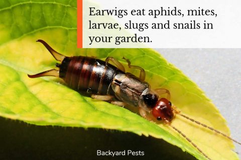 Are Earwigs Bad for a Garden? - Backyard Pests