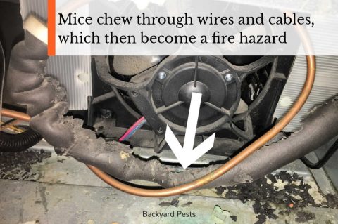 Can Mice Cause Structural Damage? What Can Happen When They Move In ...