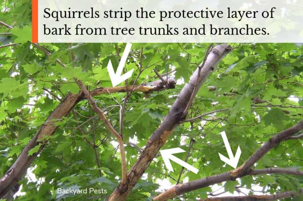 Squirrels Harming Your Trees? 3 Things Squirrels Do To Trees - Backyard ...