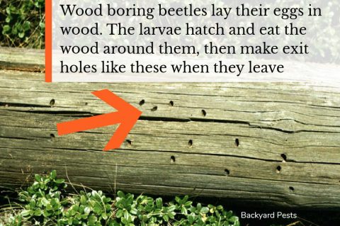 Wood Destroying Insects: What They Are, Signs of Damage, Inspections ...