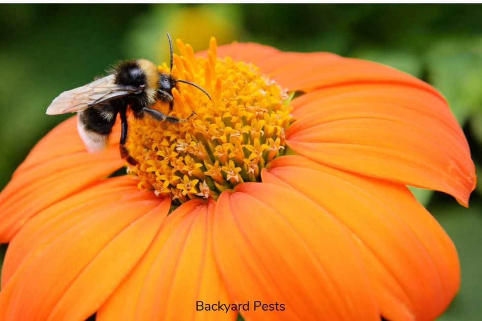Ground Bees As Pollinators: Why They Are So Important For Your Yard ...