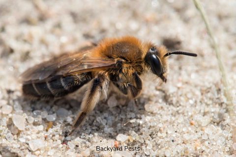 What Are Ground Bees? A Simple Explanation With Pictures