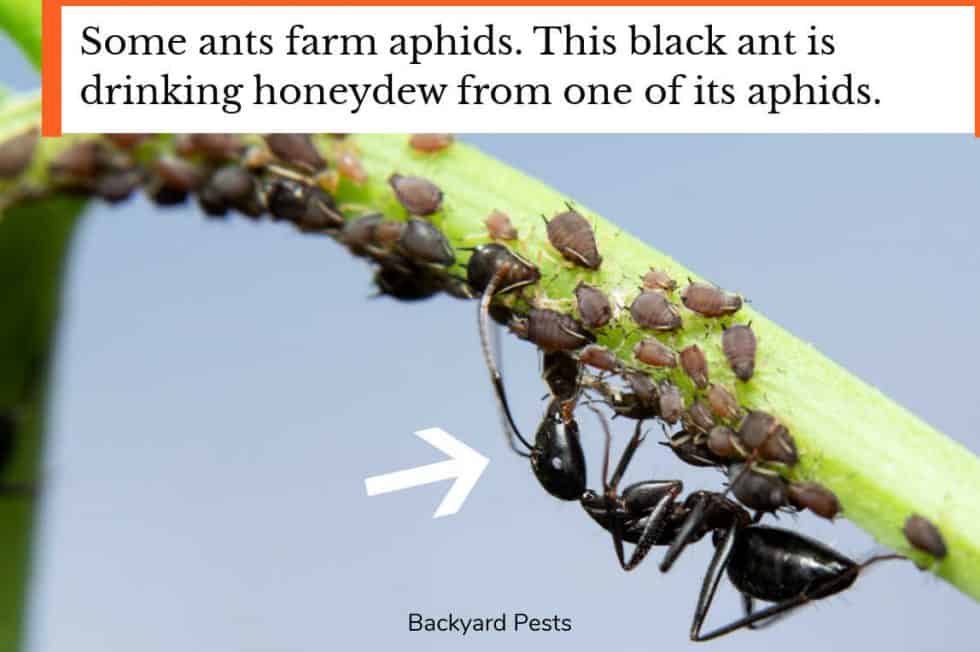 17 Ways To Tell Soil Mites From Root Aphids (With Pictures) - Backyard ...