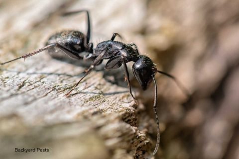Wood-Eating Ants: Do They Exist And What Damage Do They Do? - Backyard ...
