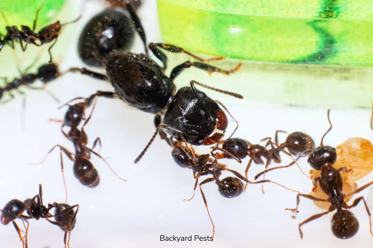 Why Ants Have Queens And How Many Are In A Nest (More Than You Think ...