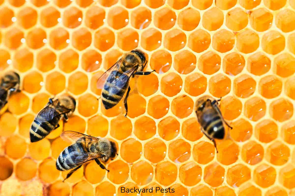 Find Out If Ground Bees Make Honey And Why (Or Why Not) - Backyard Pests