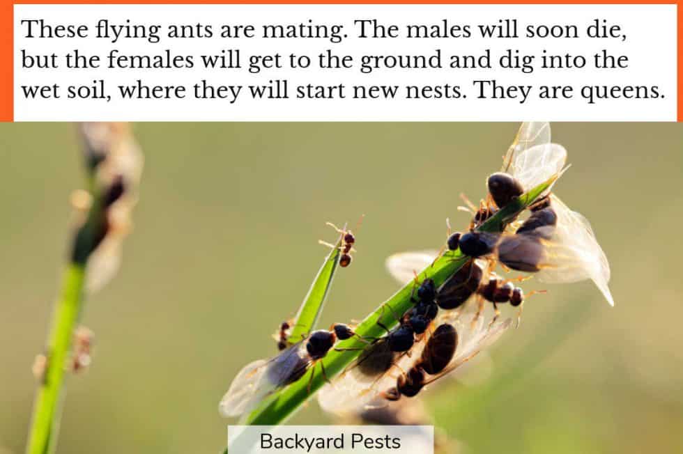 Why Ants Have Queens And How Many Are In A Nest (More Than You Think ...