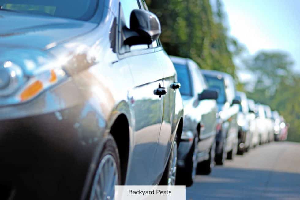 15 Best Ways To Get Rid Of Ants In A Car - Backyard Pests