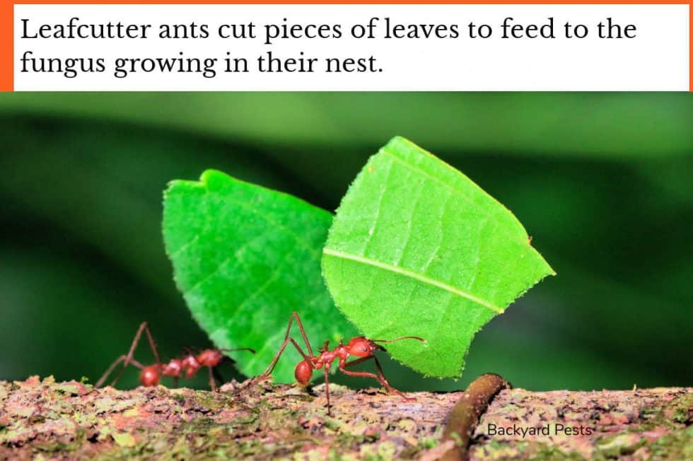 What Ants Do With Food - A Tale of Honeypots And Regurgitation ...