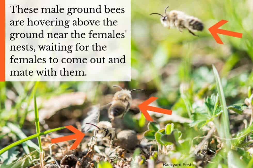 How To Know For Sure If You Have Ground Bees In Your Yard (Or Something ...