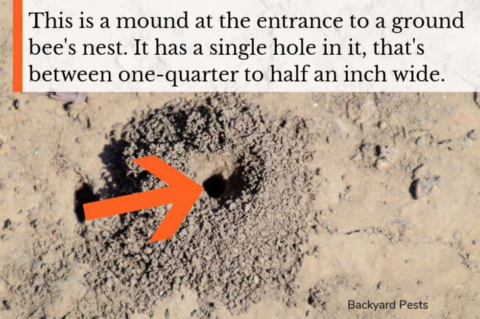How To Know For Sure If You Have Ground Bees In Your Yard (Or Something ...