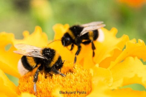 9 Reasons Why You Have Ground Bees In Your Yard - Backyard Pests