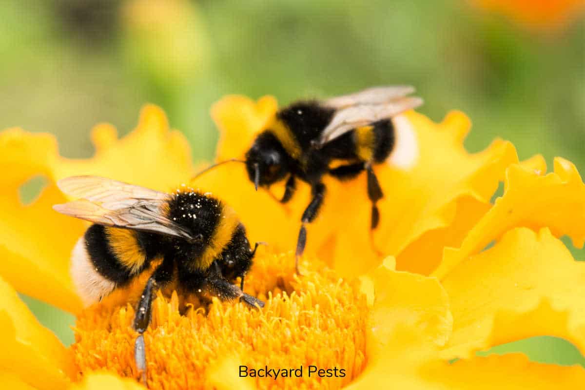 9 Reasons Why You Have Ground Bees In Your Yard - Backyard Pests