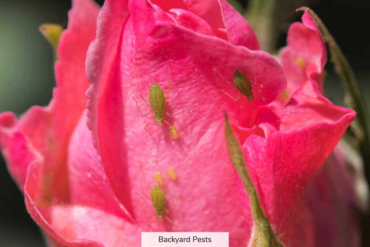 Pictures Of Aphids That Attack Roses And How To Get Rid Of Them ...