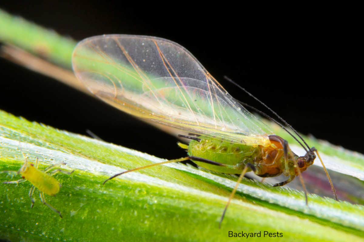Flying Aphids: Yes, They Exist And Here's Why... - Backyard Pests