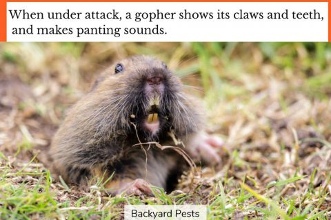 14 Animals That Eat Gophers And How To Scare Gophers Away - Backyard Pests
