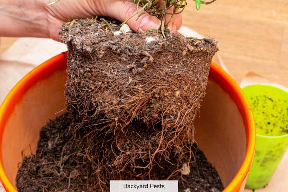 17 Ways To Tell Soil Mites From Root Aphids (With Pictures) - Backyard ...