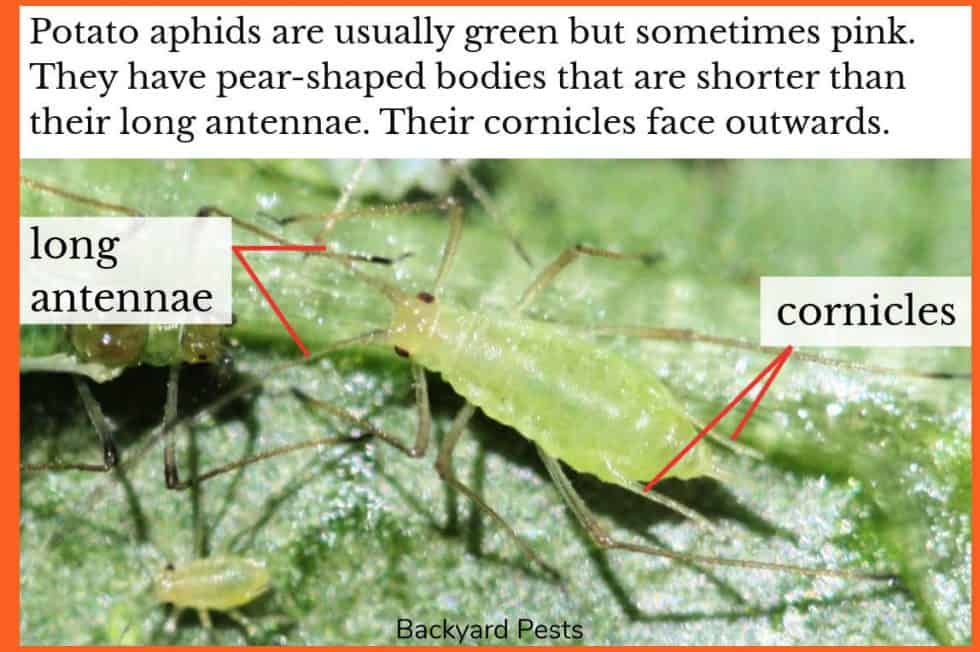 Pictures Of Aphids That Attack Roses And How To Get Rid Of Them ...