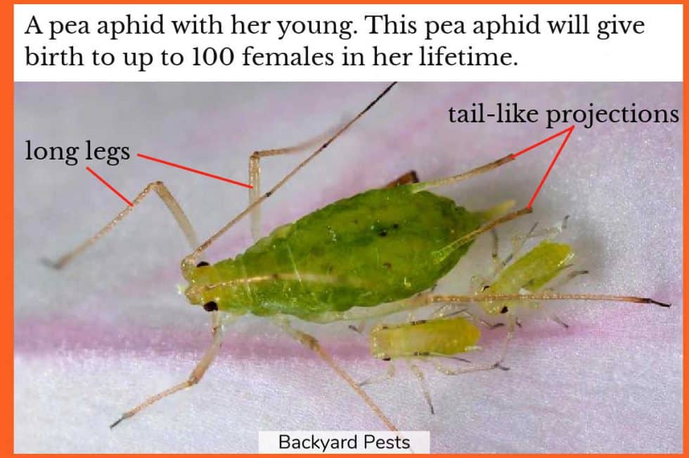 People-Biting Aphids: Can Aphids Bite Or Sting You? - Backyard Pests