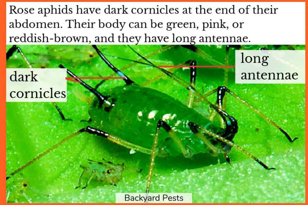 Pictures Of Aphids That Attack Roses And How To Get Rid Of Them ...