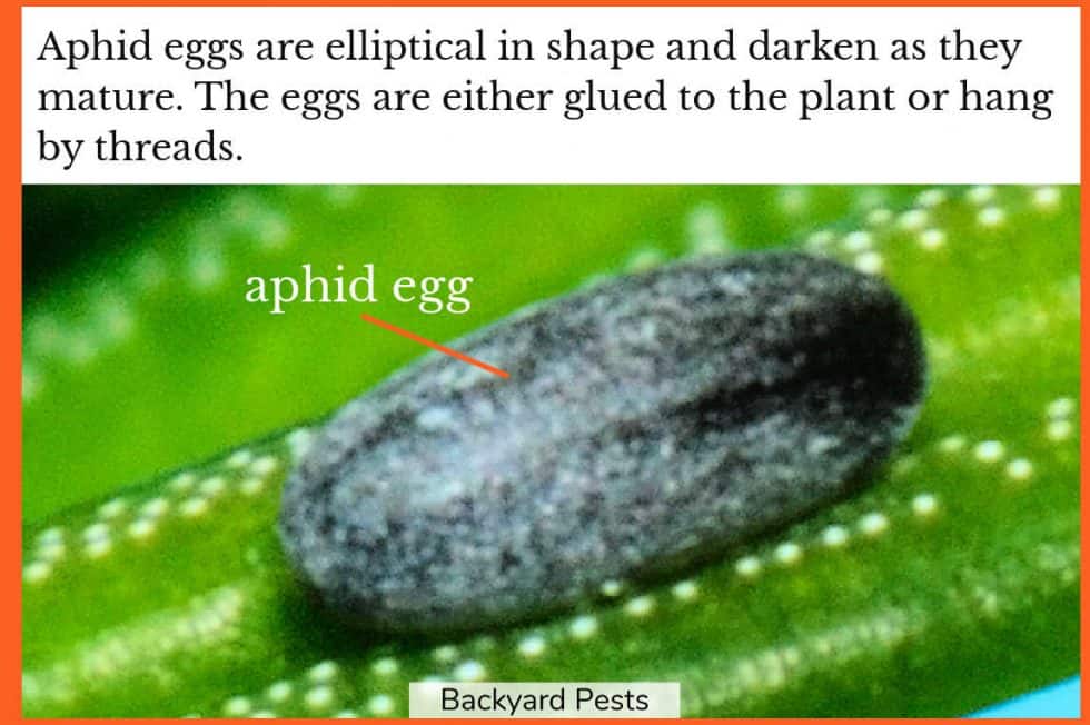 13 Ways To Identify Aphids (With Pictures) - Backyard Pests