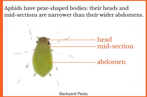 17 Ways To Tell Soil Mites From Root Aphids (With Pictures) - Backyard ...