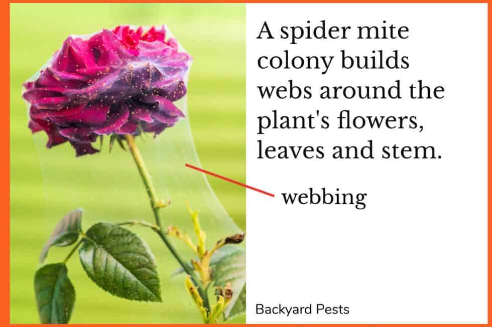17 Ways To Tell Spider Mites From Aphids (With Pictures) - Backyard Pests