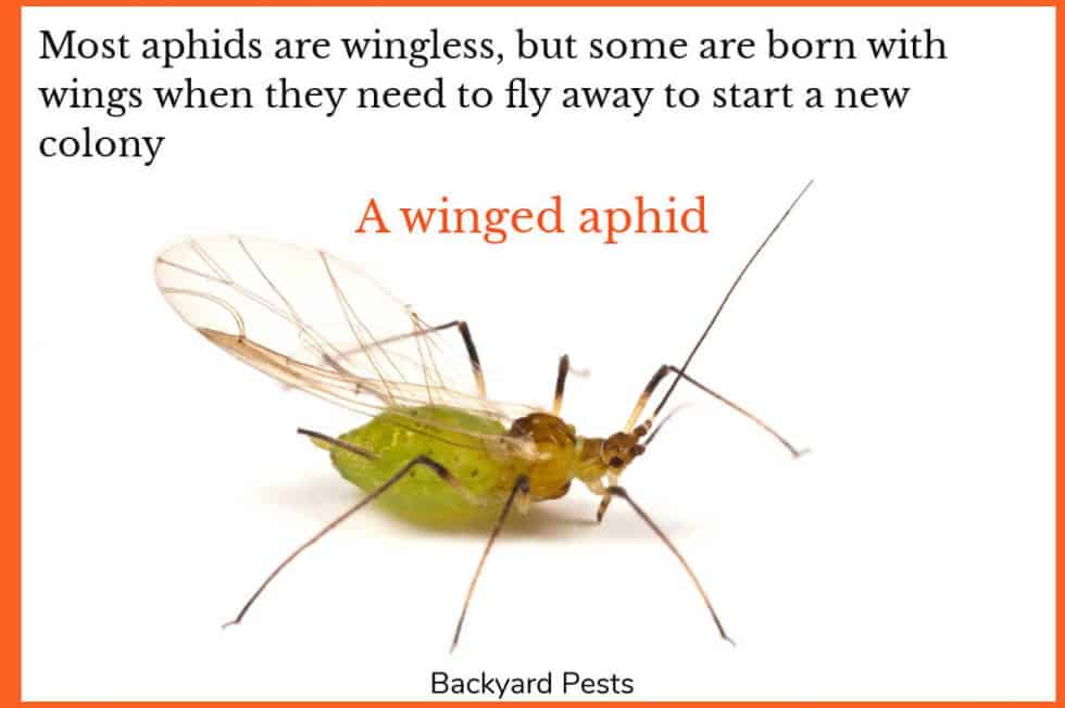 13 Ways To Identify Aphids (With Pictures) - Backyard Pests