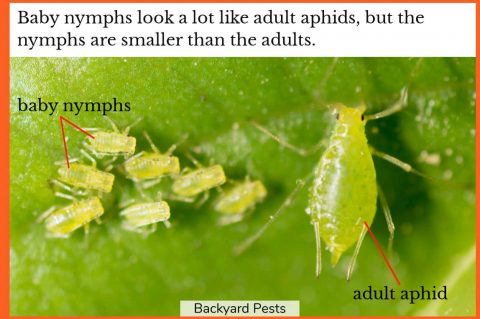 13 Ways To Identify Aphids (With Pictures) - Backyard Pests