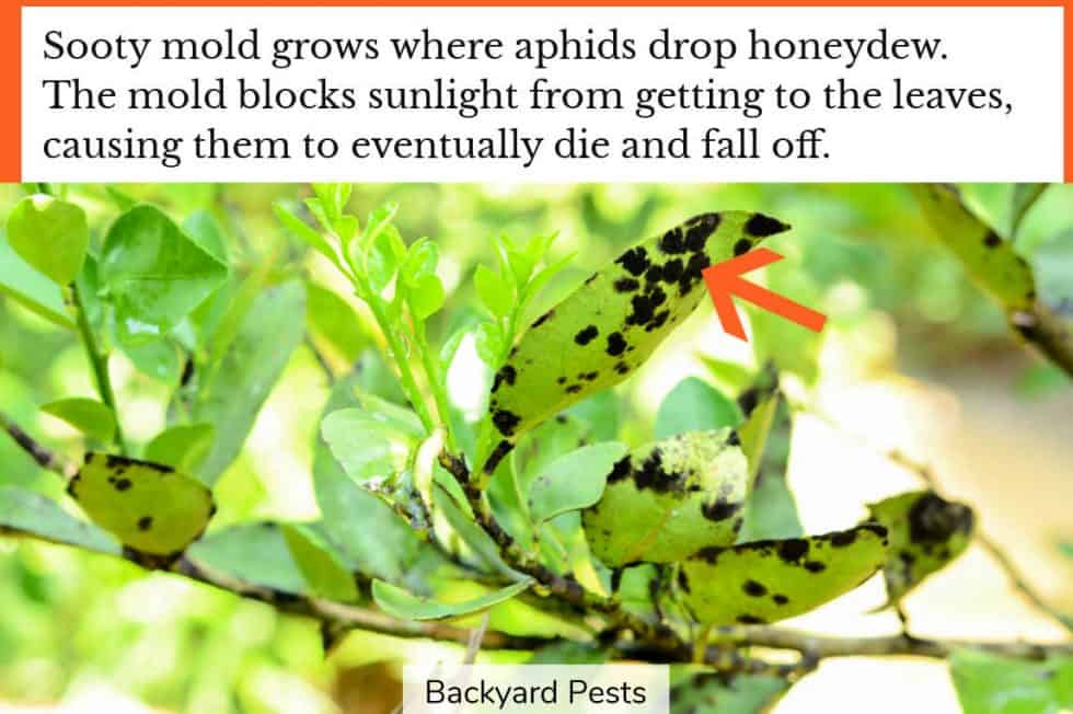 Pictures Of Aphids That Attack Roses And How To Get Rid Of Them ...