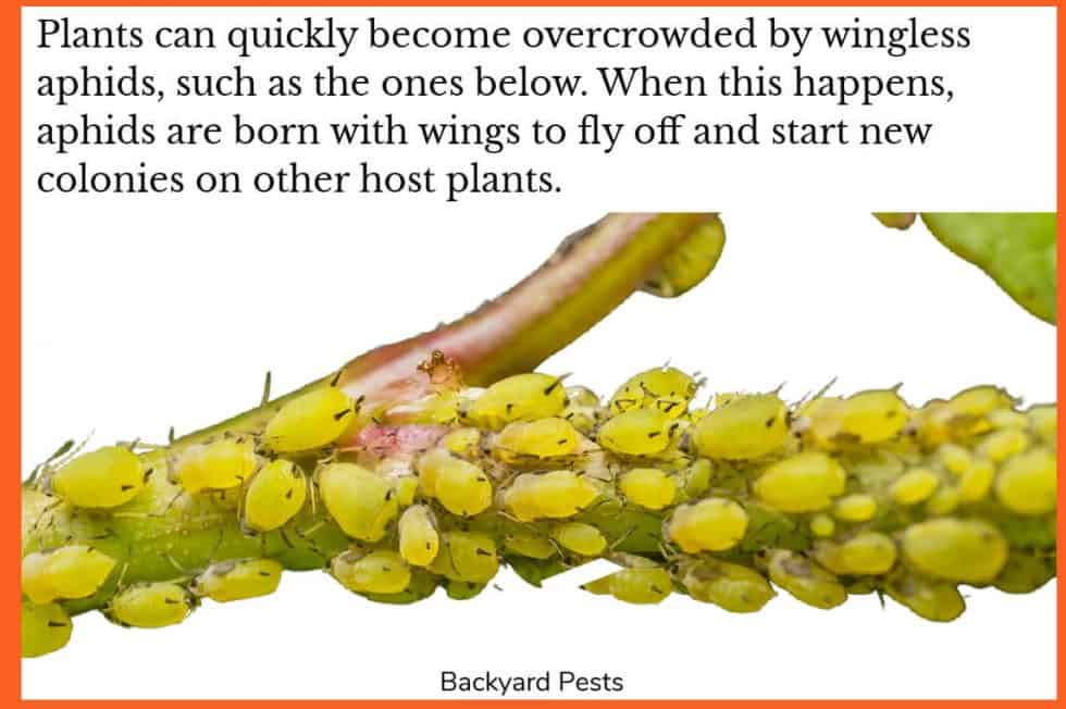 Flying Aphids: Yes, They Exist And Here's Why... - Backyard Pests