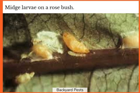 Pictures Of Aphids That Attack Roses And How To Get Rid Of Them ...