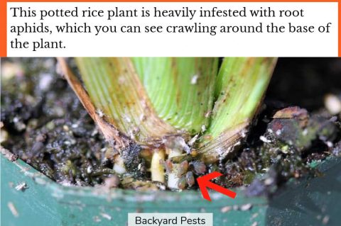 17 Ways To Tell Soil Mites From Root Aphids (With Pictures) - Backyard ...