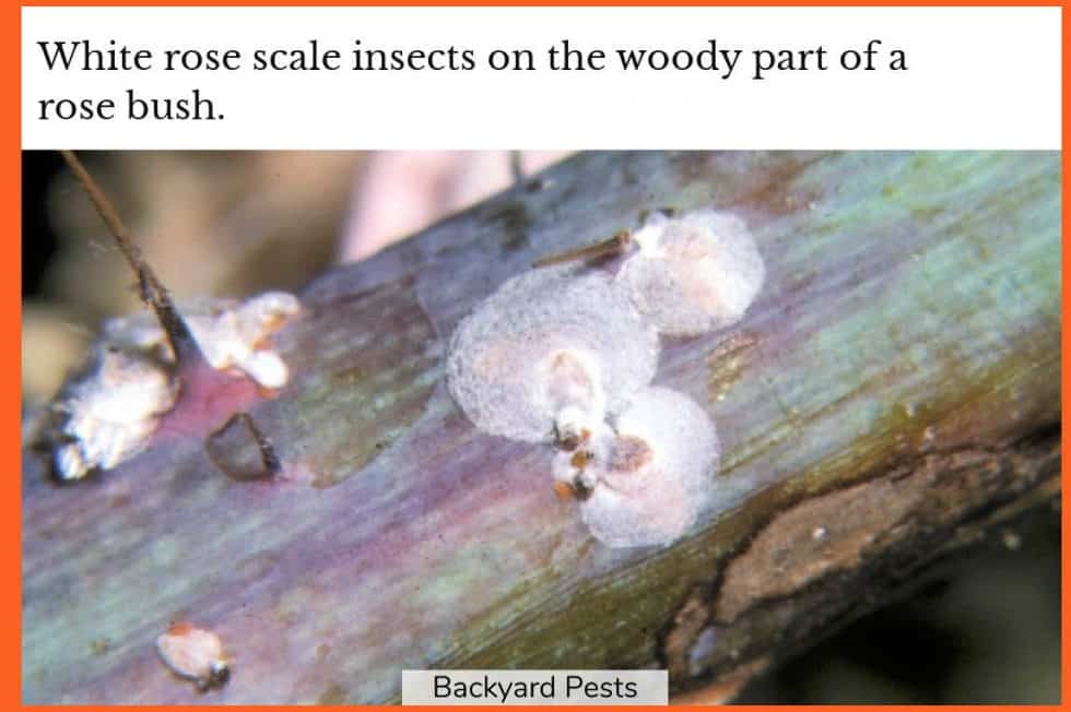 Pictures Of Aphids That Attack Roses And How To Get Rid Of Them ...