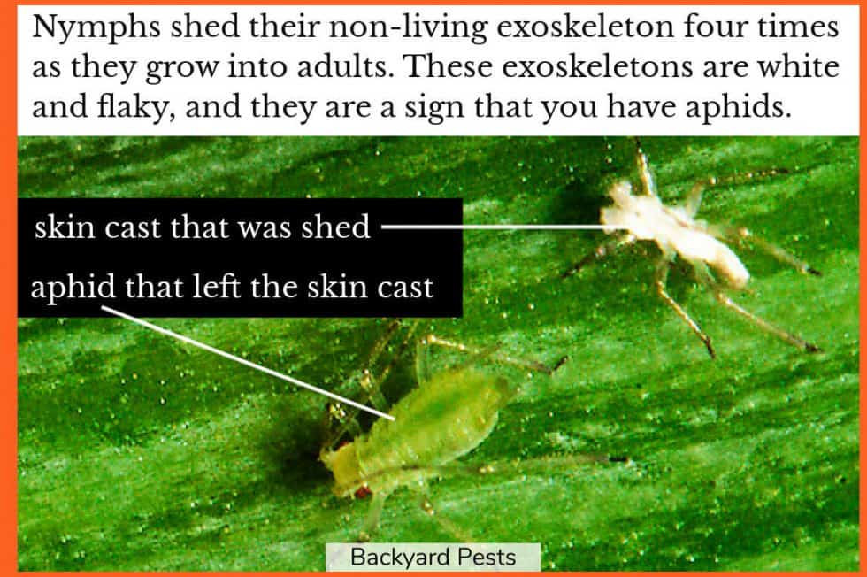 13 Ways To Identify Aphids (With Pictures) - Backyard Pests