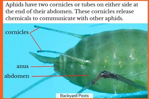13 Ways To Identify Aphids (With Pictures) - Backyard Pests