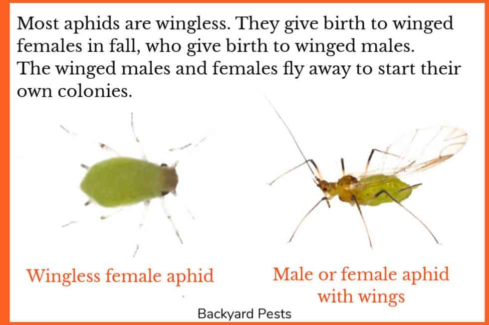 Flying Aphids: Yes, They Exist And Here's Why... - Backyard Pests