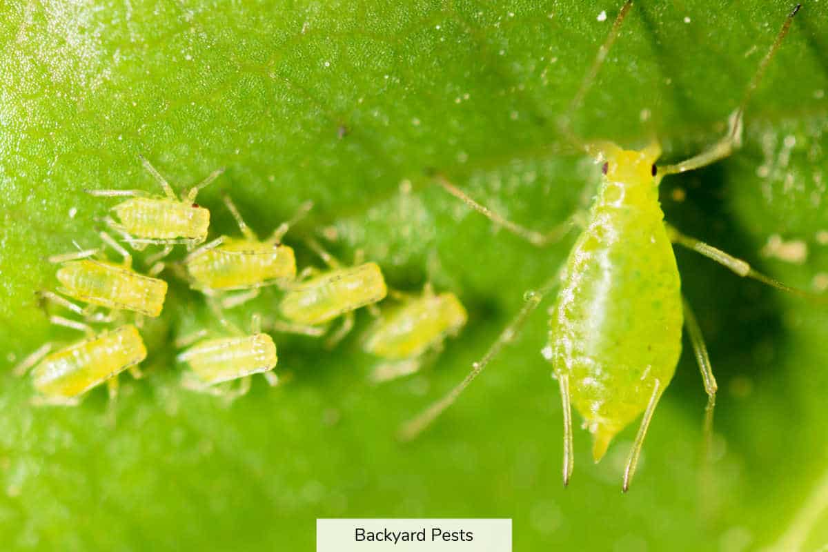 13 Ways To Identify Aphids (With Pictures) - Backyard Pests