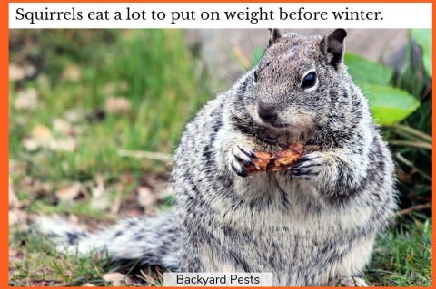 What Squirrels Do In Winter And How They Survive Cold Weather ...