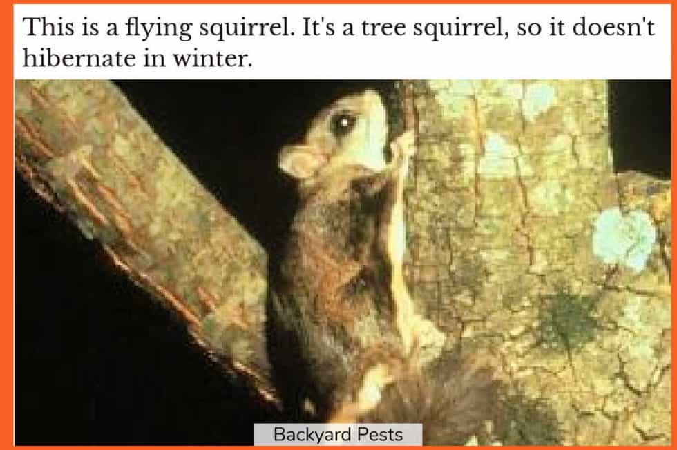 What Squirrels Do In Winter And How They Survive Cold Weather ...