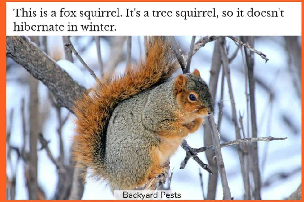 What Squirrels Do In Winter And How They Survive Cold Weather ...
