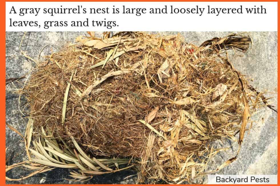 Why Squirrels Come Out At Night (And Which Ones To Look For) - Backyard ...