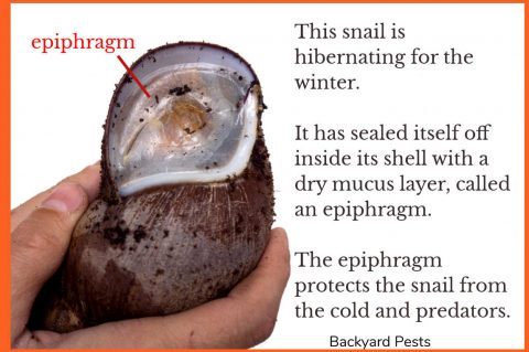 The Truth Why Snails Have Shells And Slugs Don’t: Are Slugs Snails ...