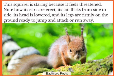 5 Reasons Why A Squirrel Stares At You – With Pictures Of Staring ...