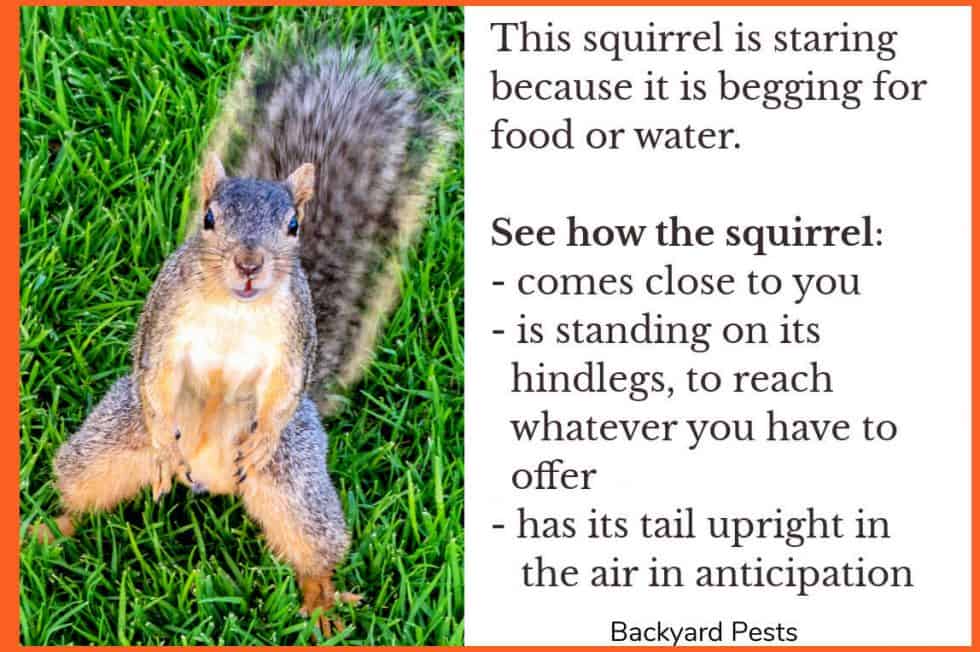 5 Reasons Why A Squirrel Stares At You – With Pictures Of Staring ...