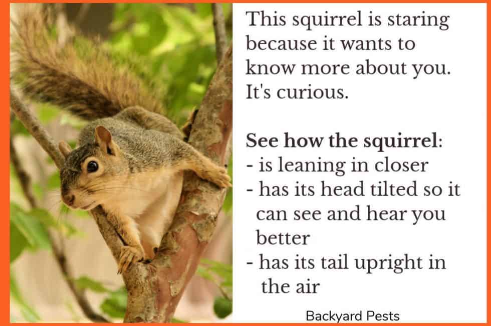 5 Reasons Why A Squirrel Stares At You – With Pictures Of Staring ...