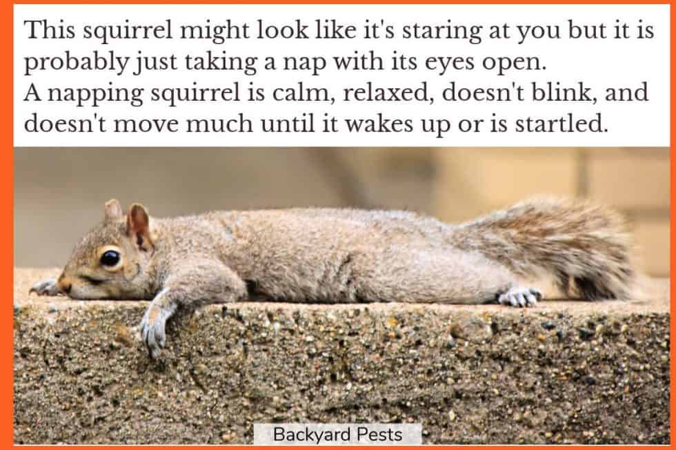 5 Reasons Why A Squirrel Stares At You – With Pictures Of Staring ...