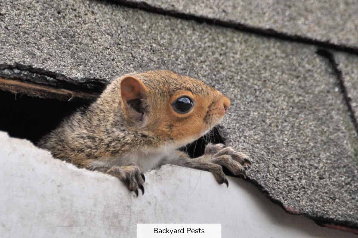 Squirrels Archives - Backyard Pests