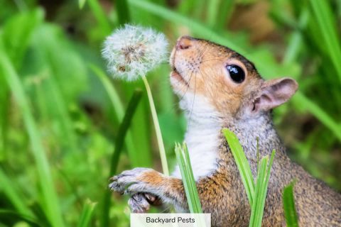 12 Smells Squirrels Hate And How To Use Smells To Repel Squirrels ...